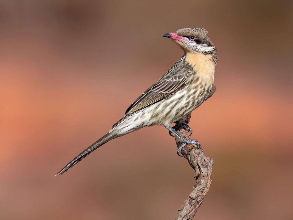 Spiny-cheeked Honeyeater - Acanthagenys rufogularis - Birds of the World