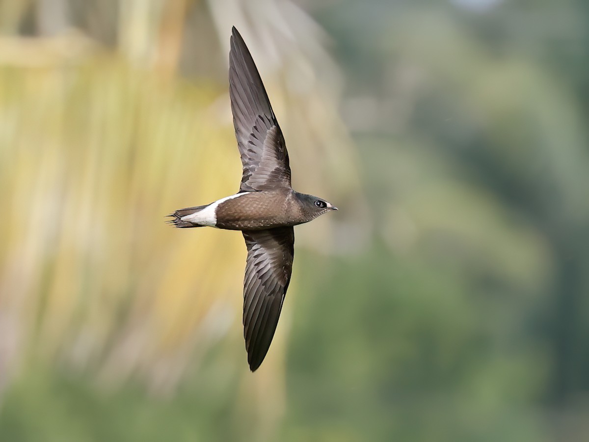 Brown-backed Needletail - Hirundapus giganteus - Birds of the World