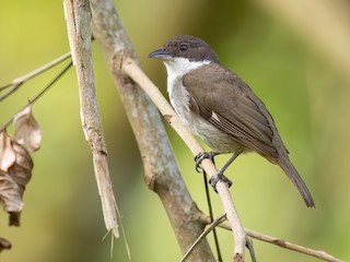 Puerto Rican Tanager - Nesospingus speculiferus - Birds of the World