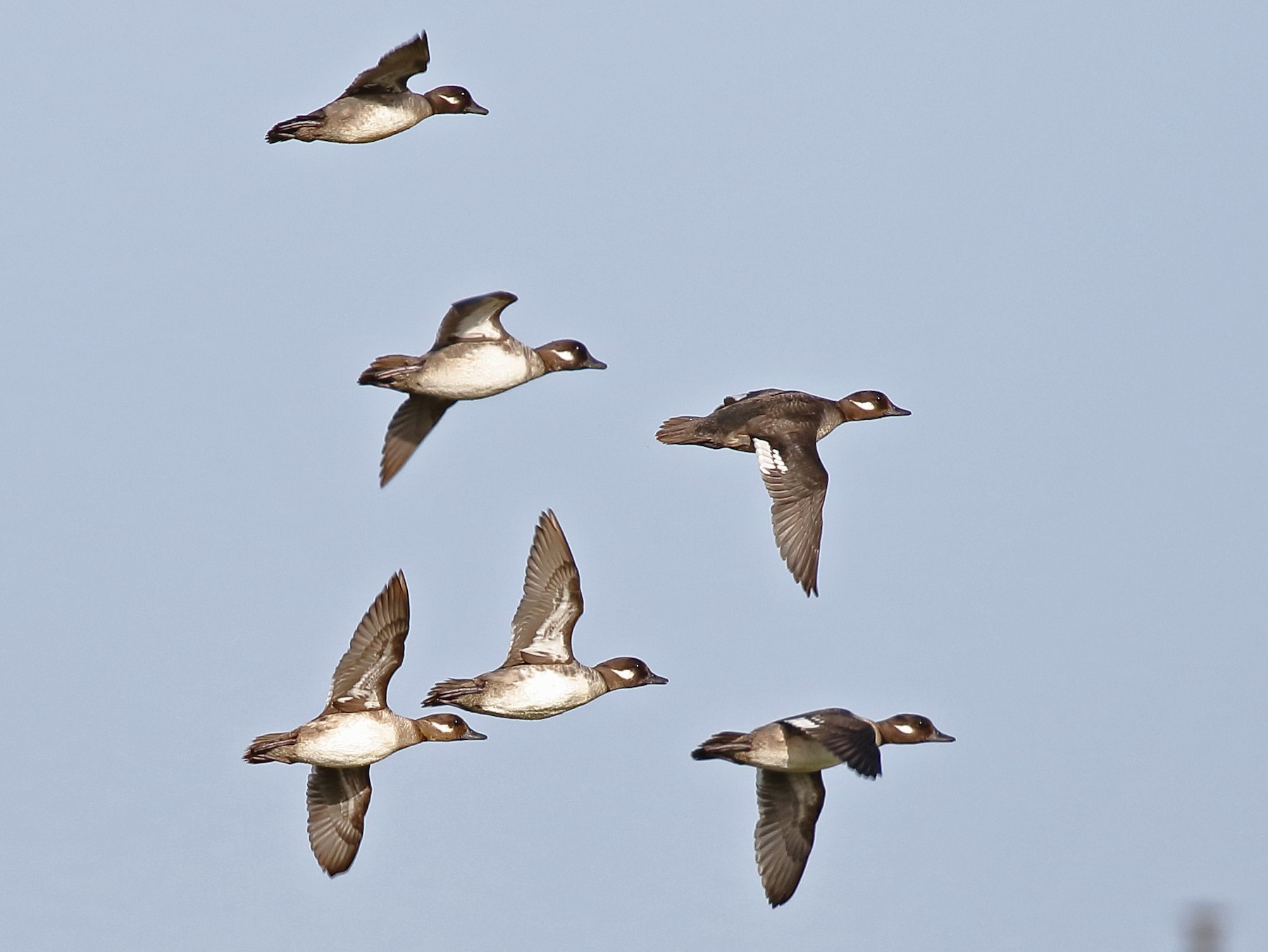 Bufflehead - eBird
