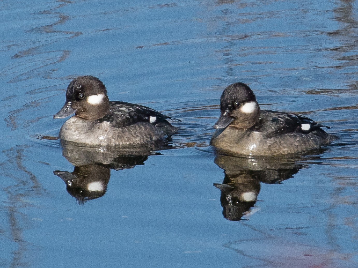 Bufflehead Duck Baby