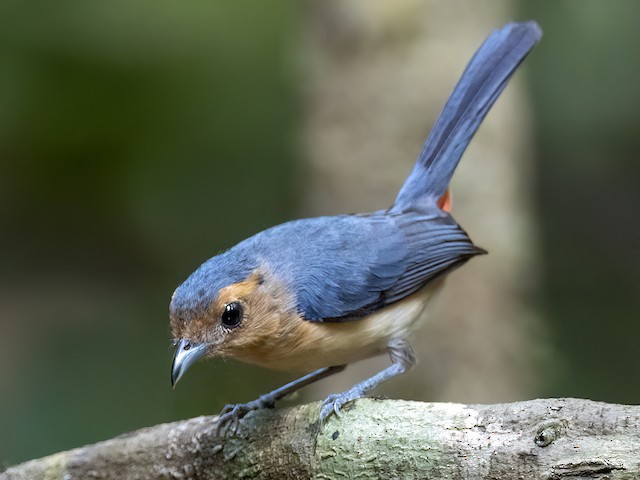 Photos - Rose-breasted Chat - Granatellus pelzelni - Birds of the World