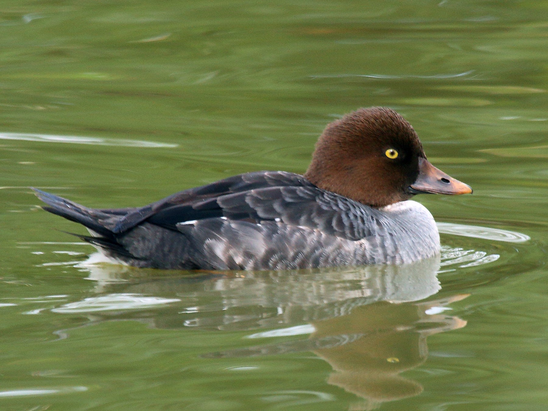 Common Goldeneye