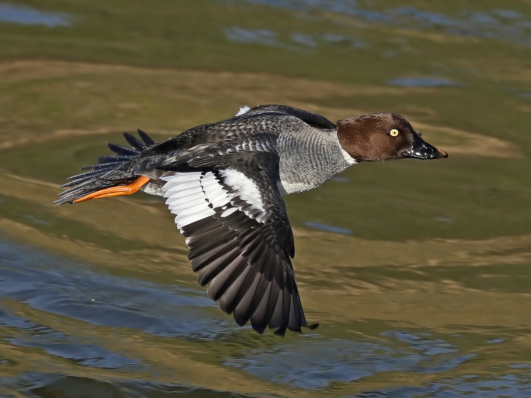 Common Goldeneye - eBird