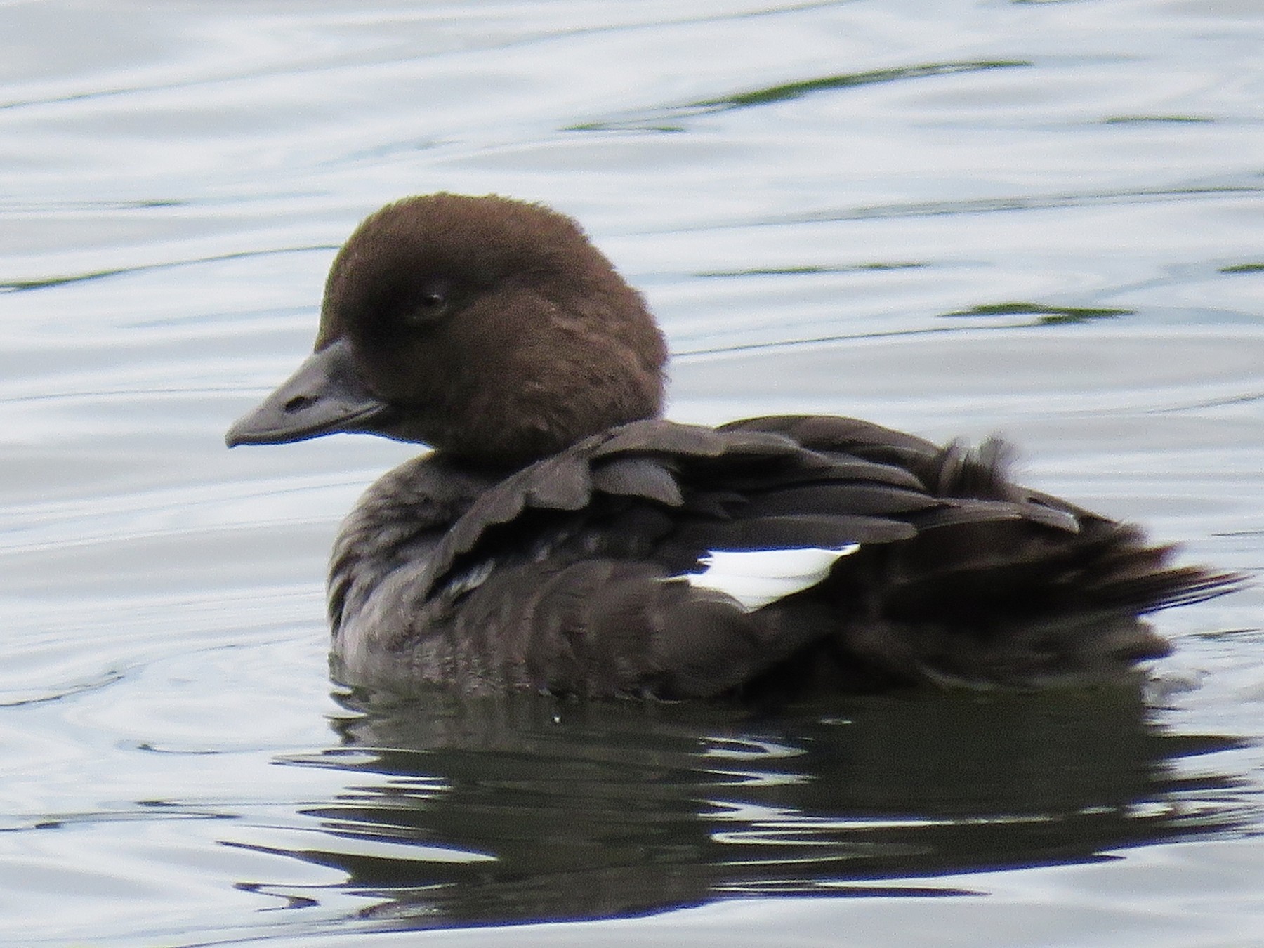Common Goldeneye - eBird