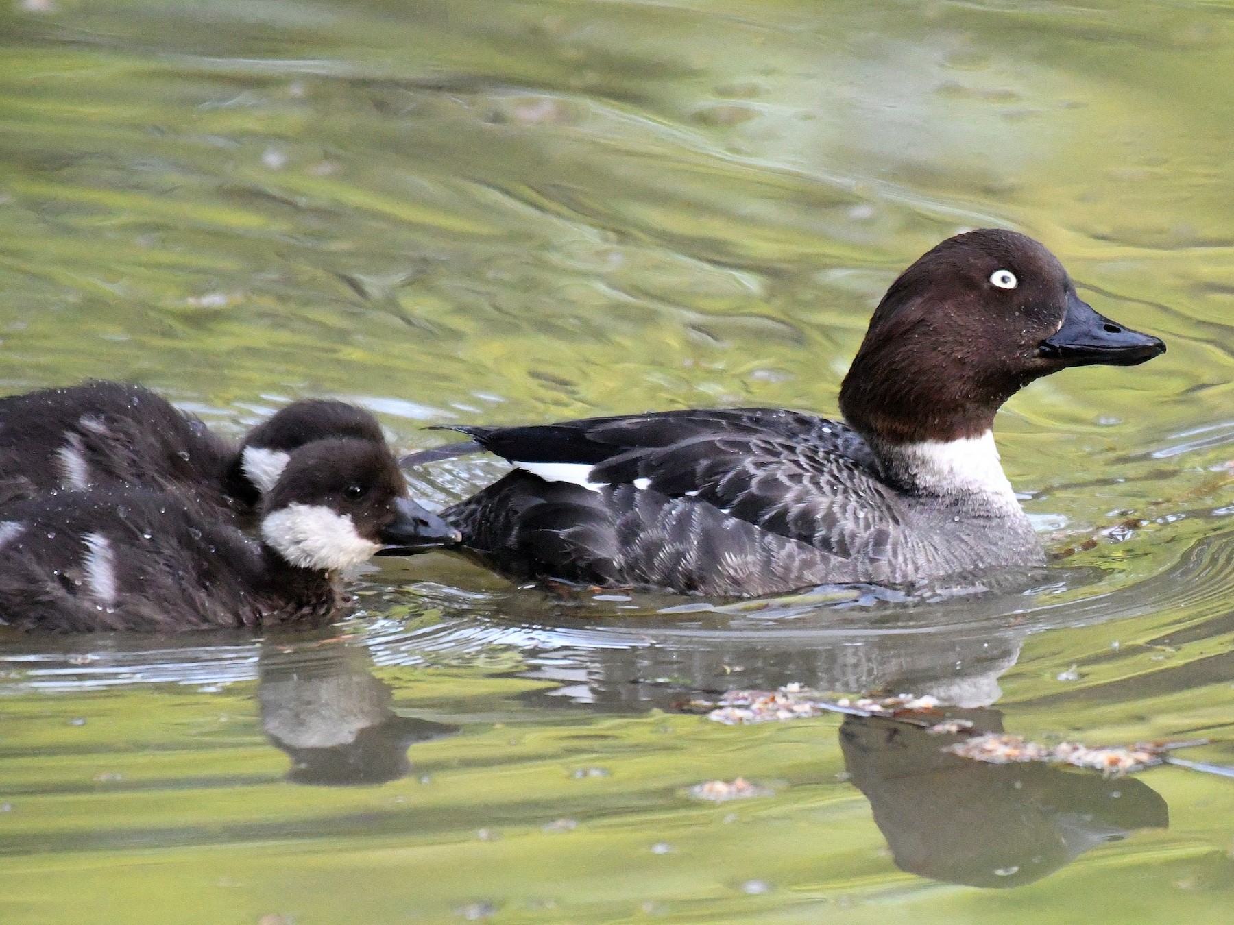 Goldeneye Hen