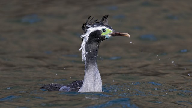 Taiwan Bird Atlas - Discover a new world of birding...