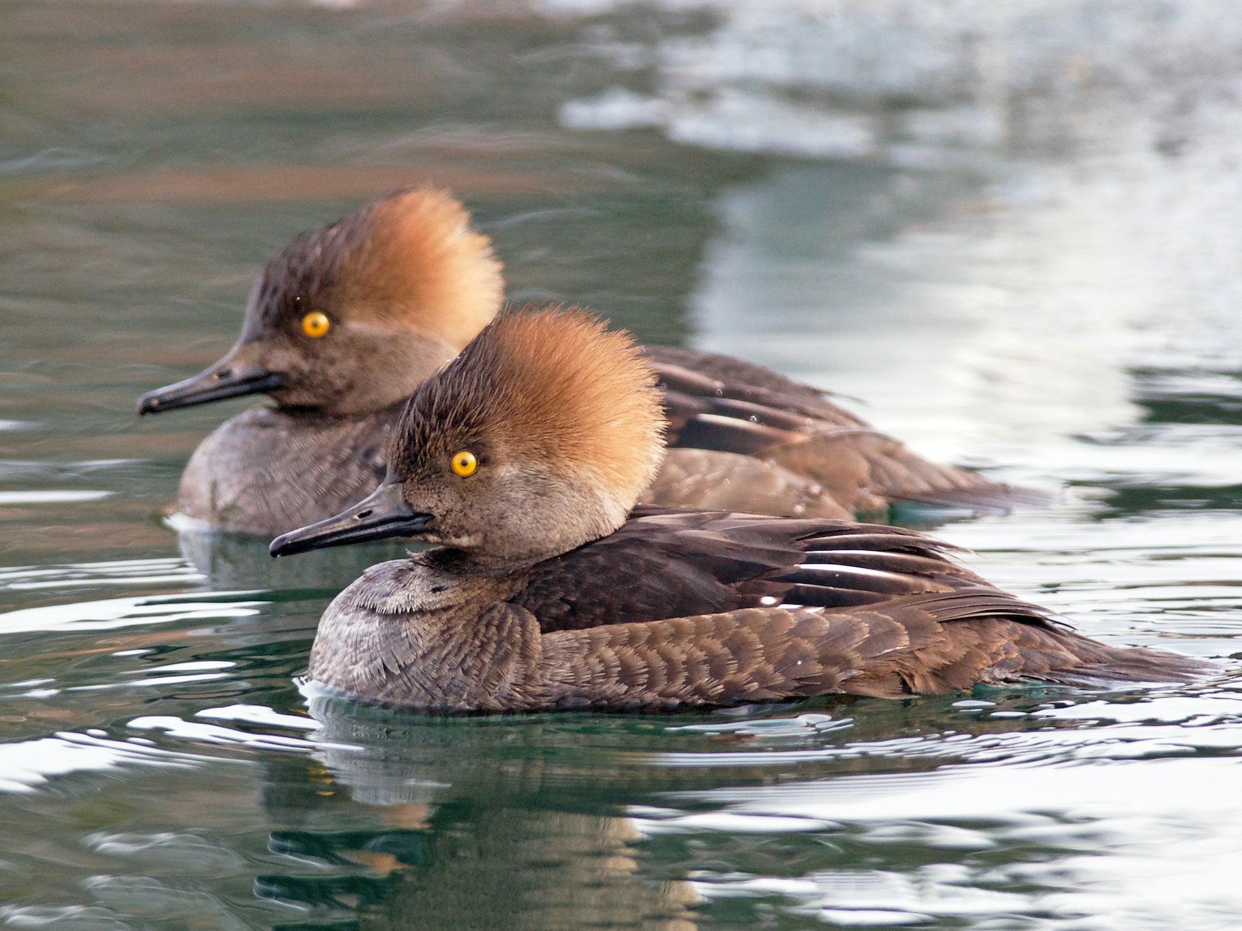 Hooded Merganser - eBird