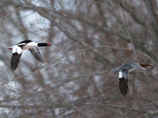 Goosander - eBird
