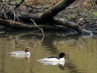 Common Merganser - eBird