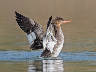 Red-breasted Merganser - eBird