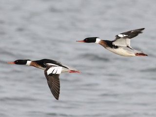 Red-breasted Merganser - eBird