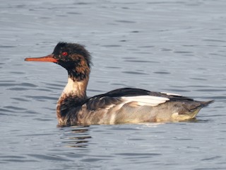 Red-breasted Merganser - eBird