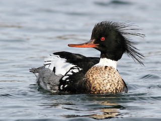 Red-breasted Merganser - eBird