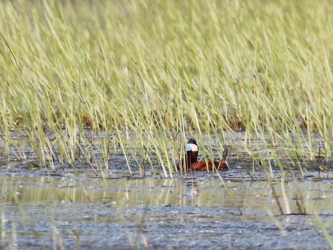 Ruddy Duck - eBird