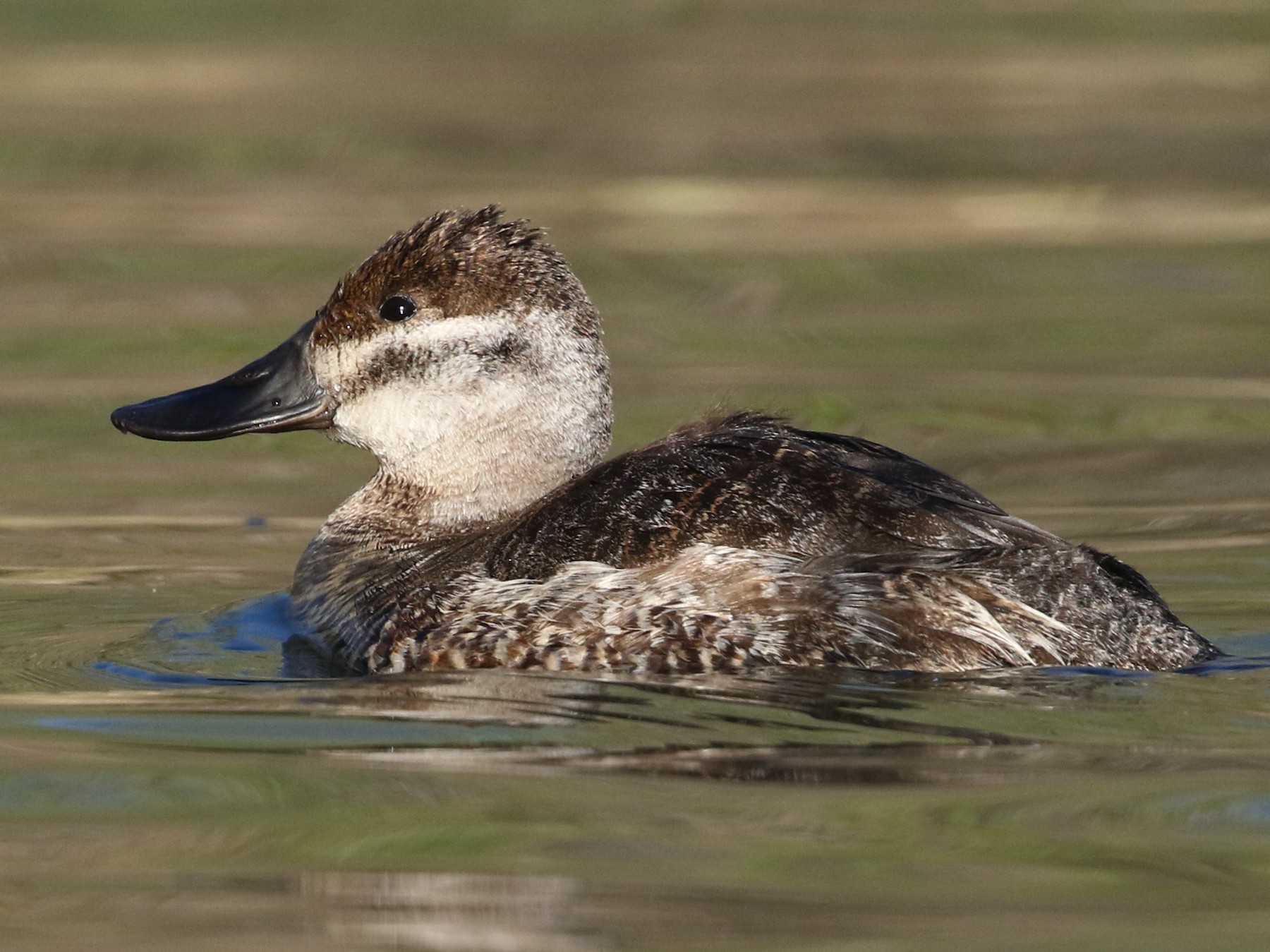 Ruddy Duck - eBird