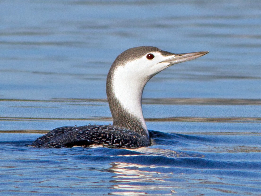 Red-throated Loon - eBird