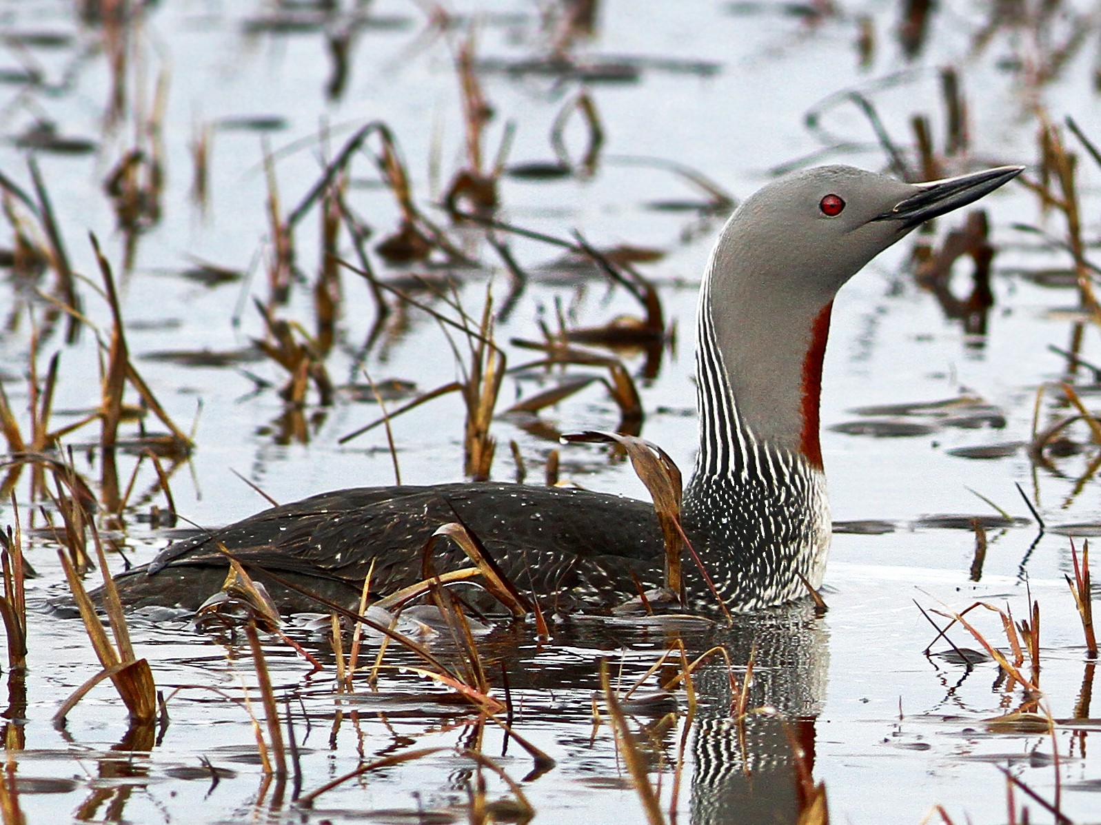 Red-throated Loon - eBird