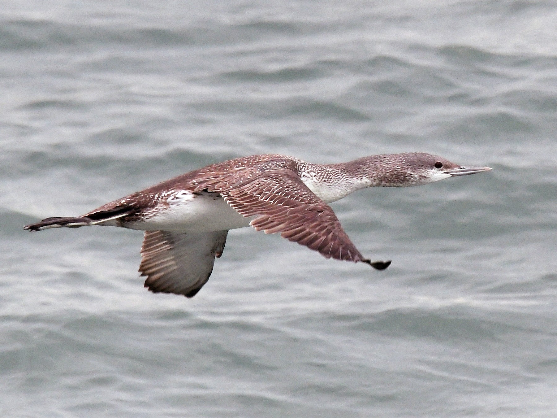 Red-throated Loon - eBird