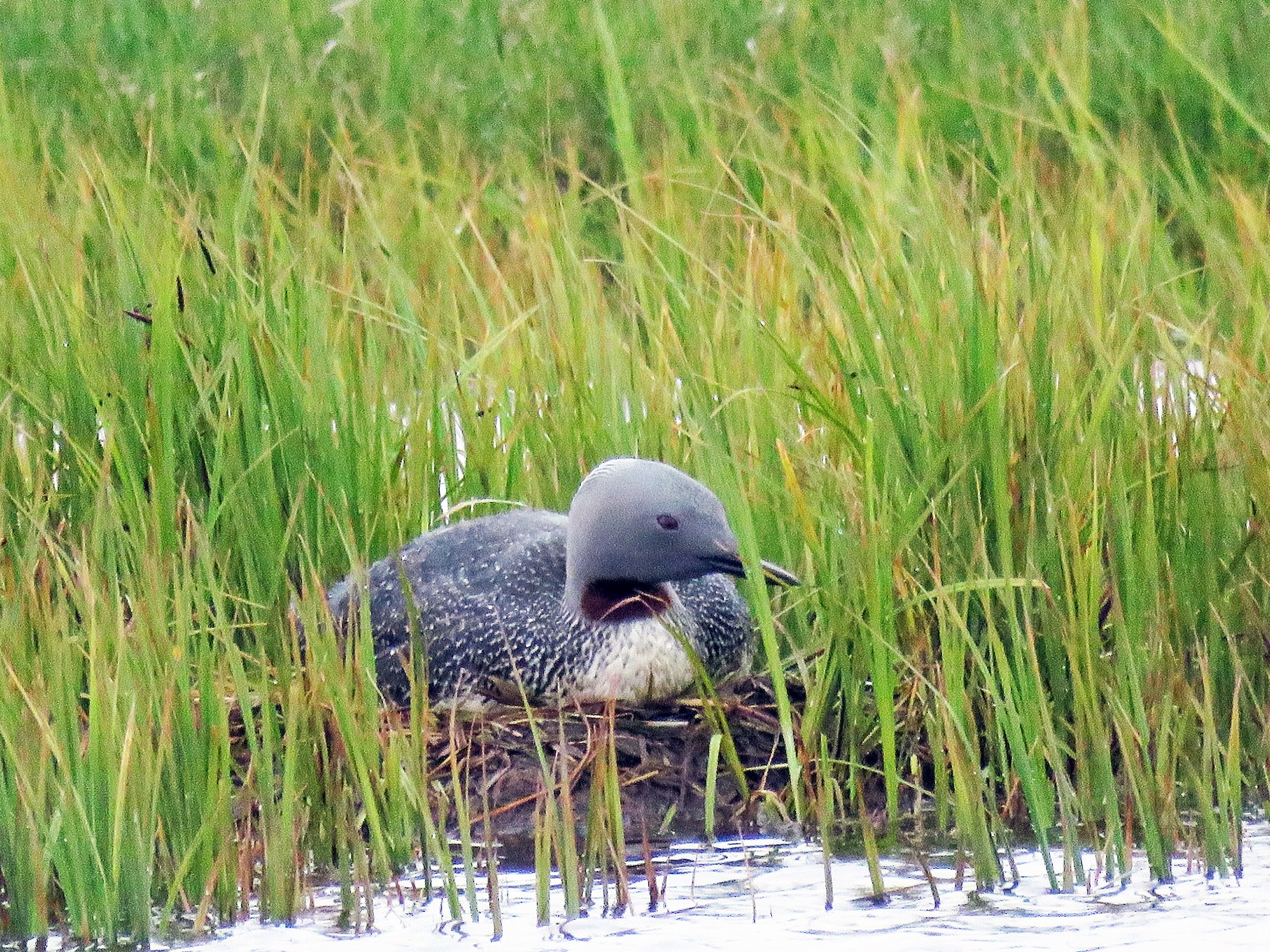 Colimbo Chico - eBird
