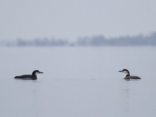 Common Loon - Pennsylvania Bird Atlas