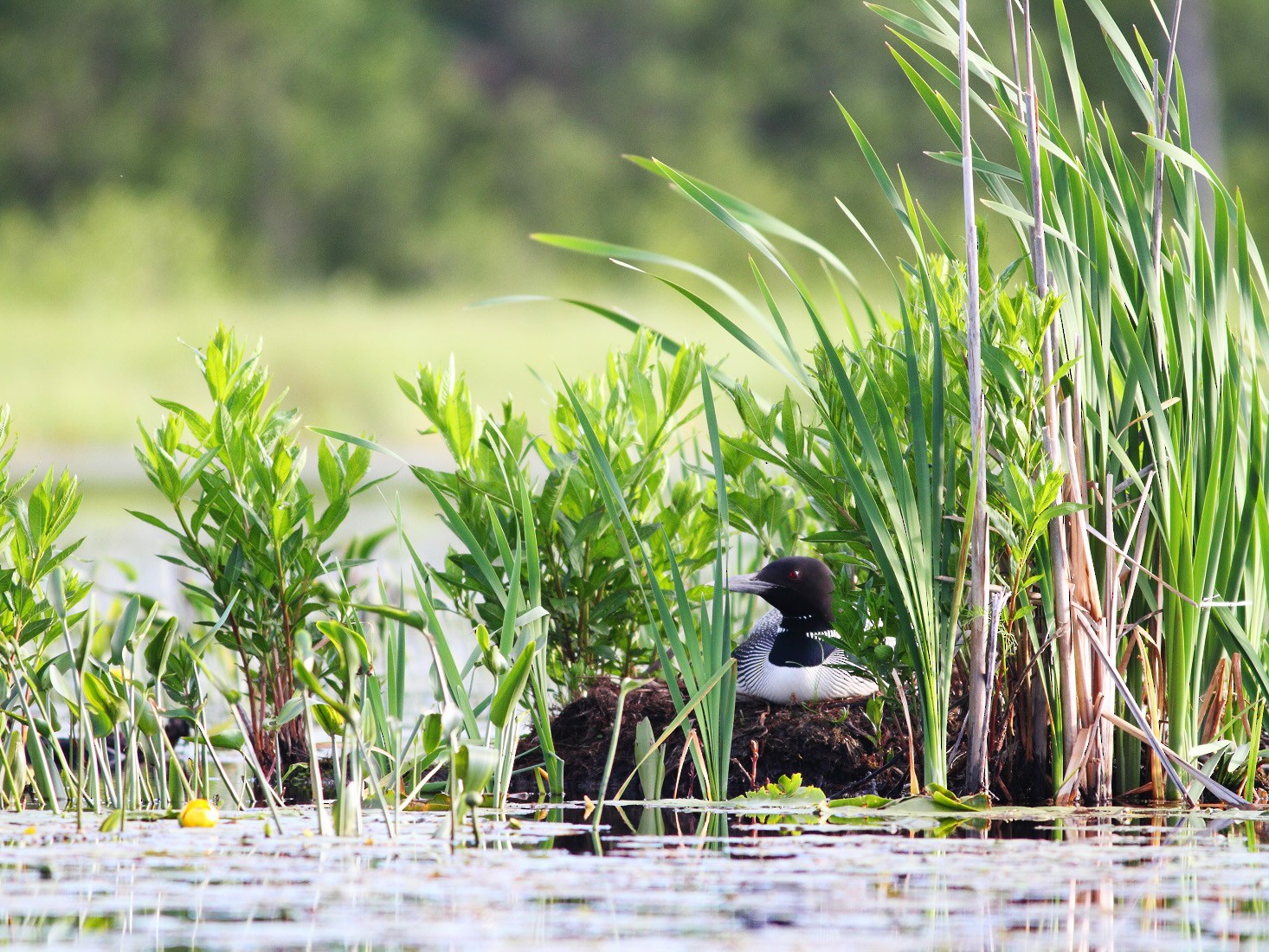 Common Loon - eBird