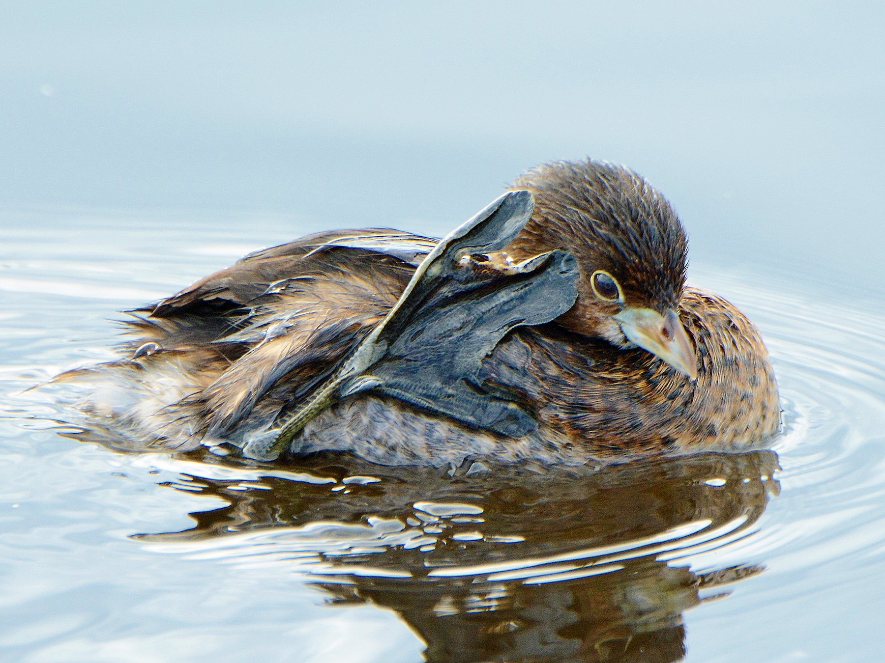 Pied-billed Grebe - eBird