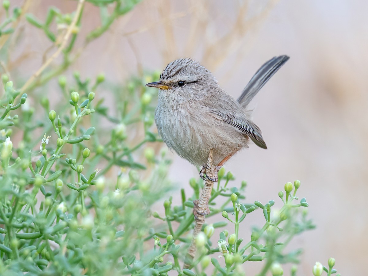 Scrub Warbler - Scotocerca inquieta - Birds of the World