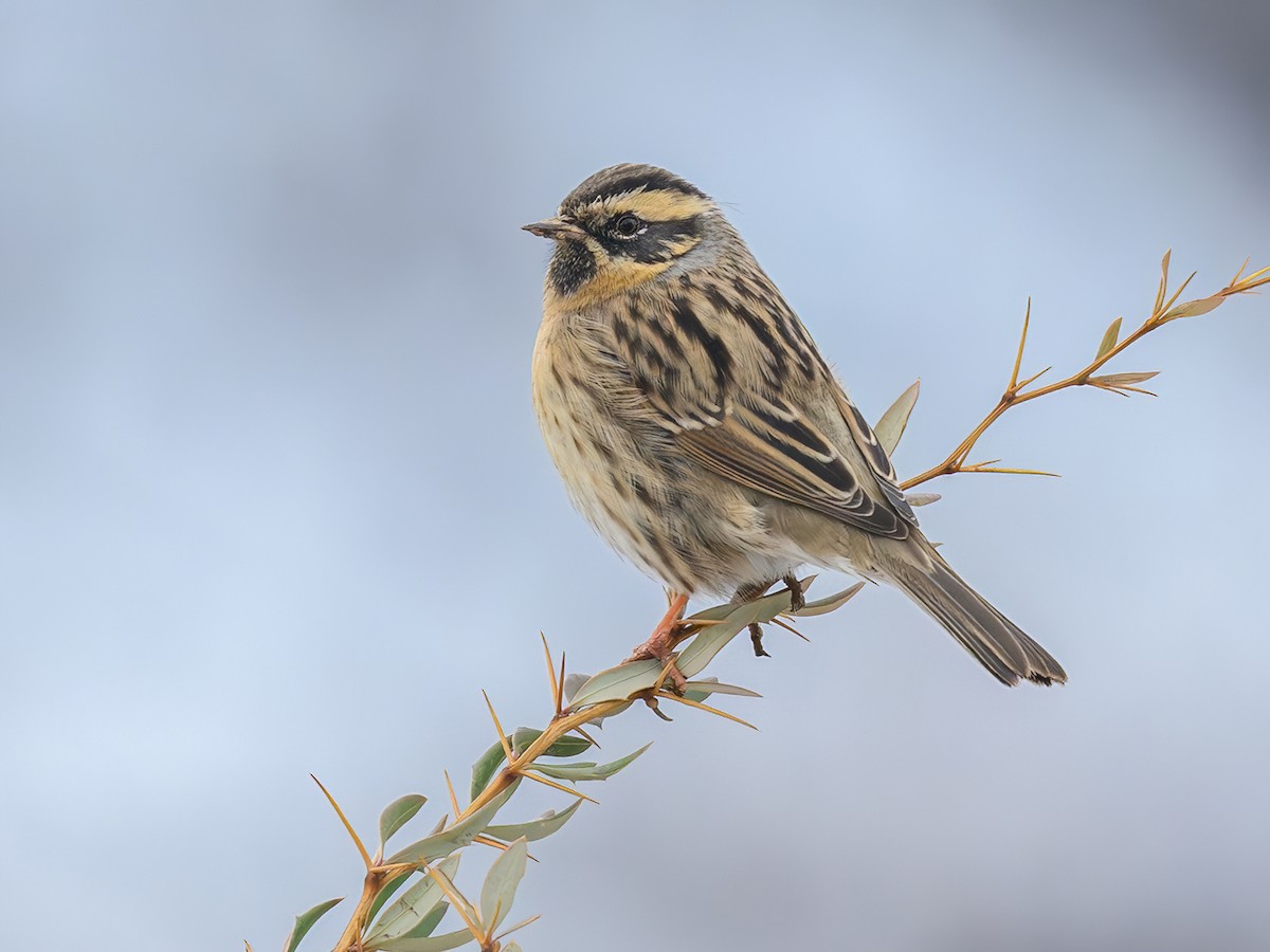 Black-throated Accentor - Prunella atrogularis - Birds of the World