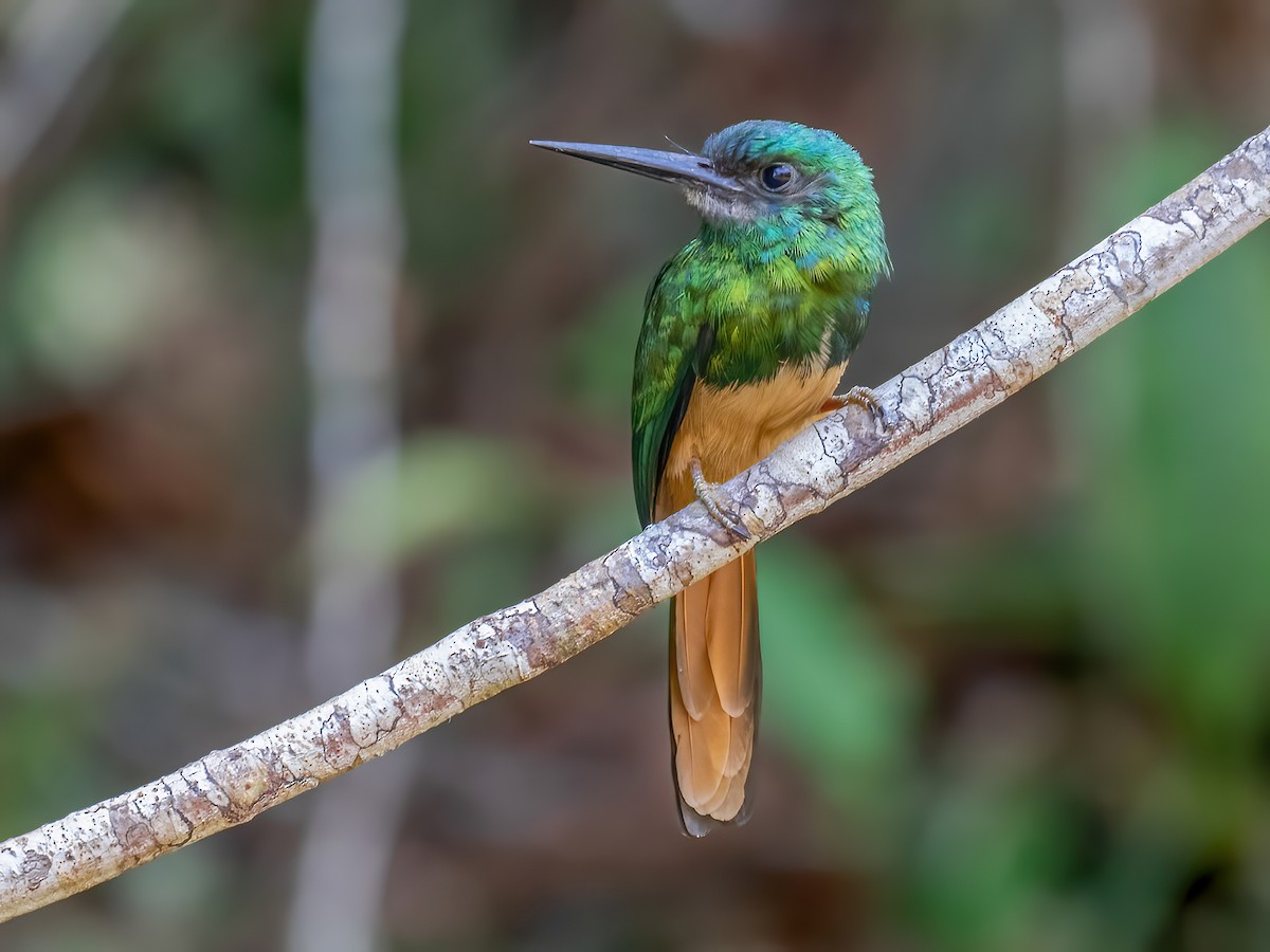 Bluish-fronted Jacamar - Galbula cyanescens - Birds of the World