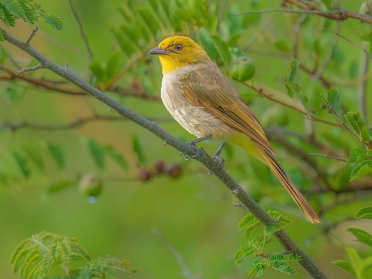 Yellow-throated Bulbul - Pycnonotus xantholaemus - Birds of the World