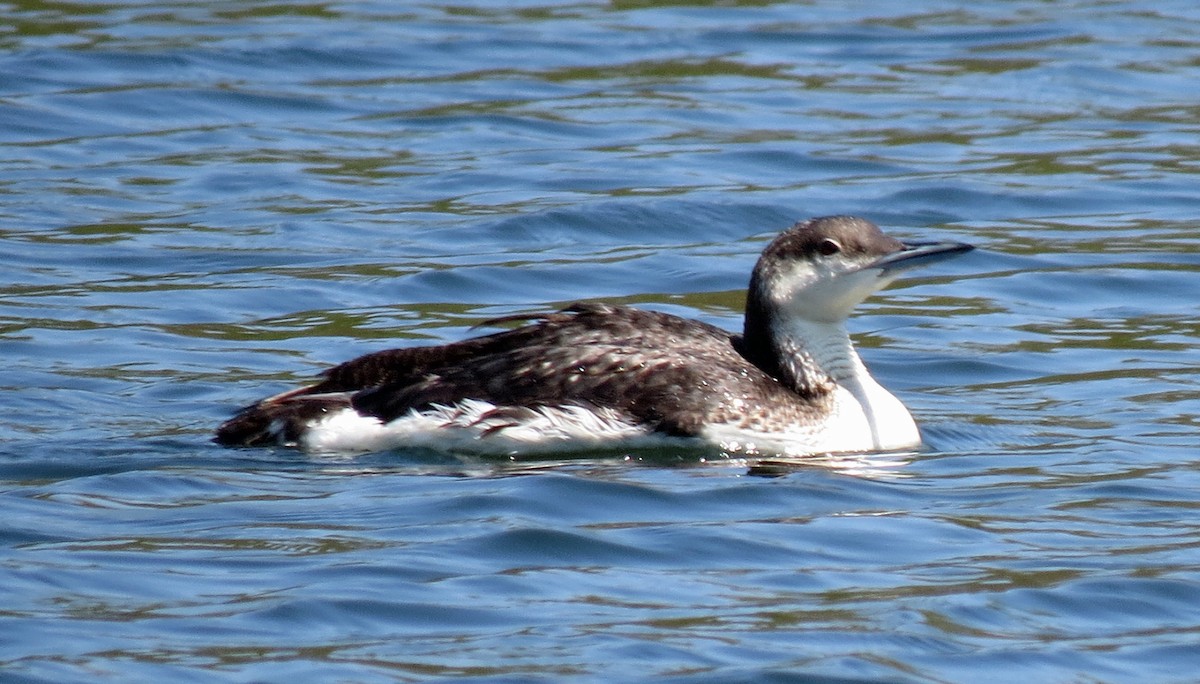 eBird Checklist - 4 Jun 2013 - Frank G. Bonelli RP/Puddingstone ...