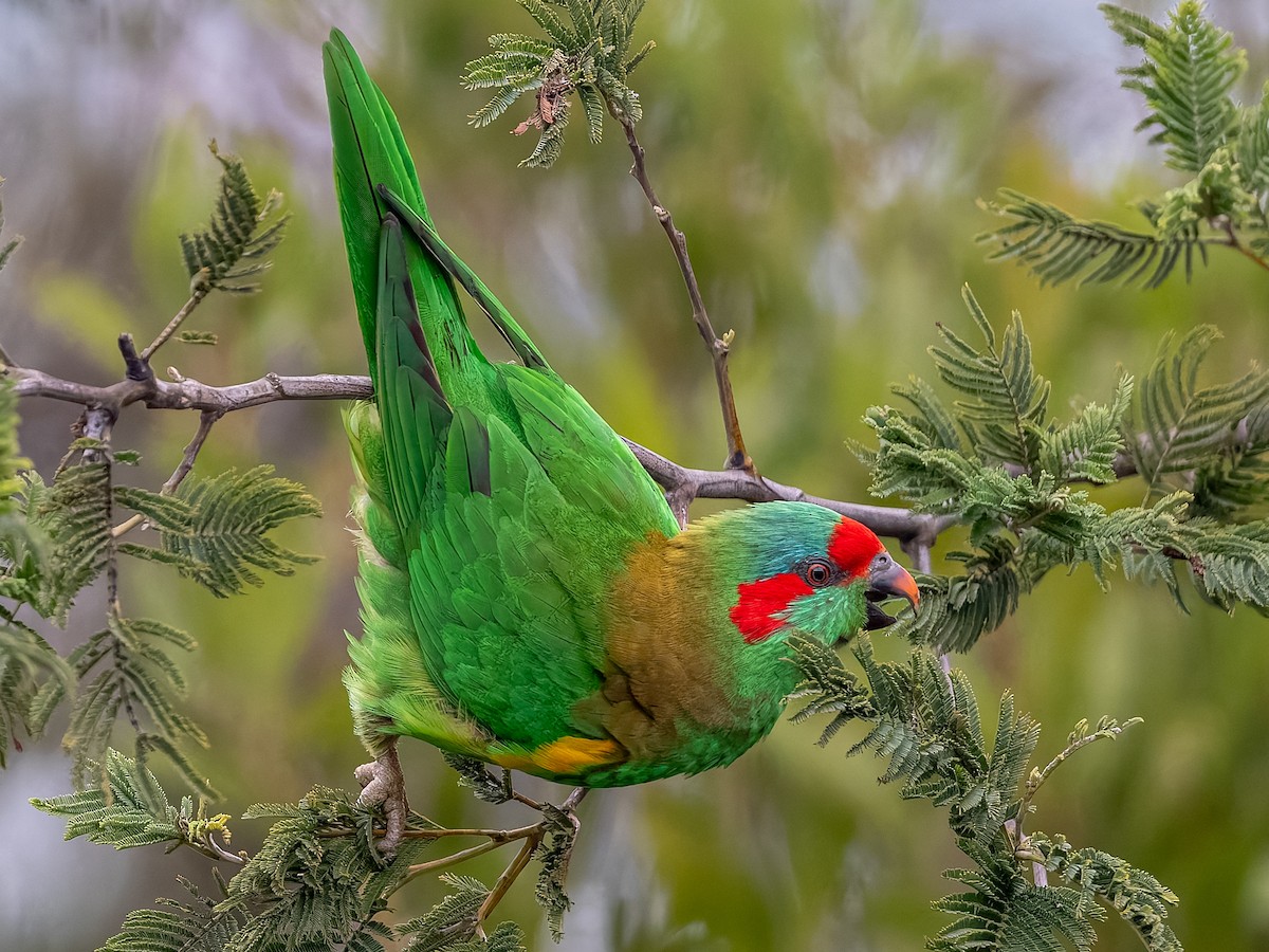 Musk Lorikeet - Trichoglossus concinnus - Birds of the World