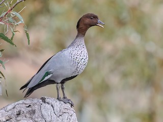 Maned Duck - Chenonetta jubata - Birds of the World