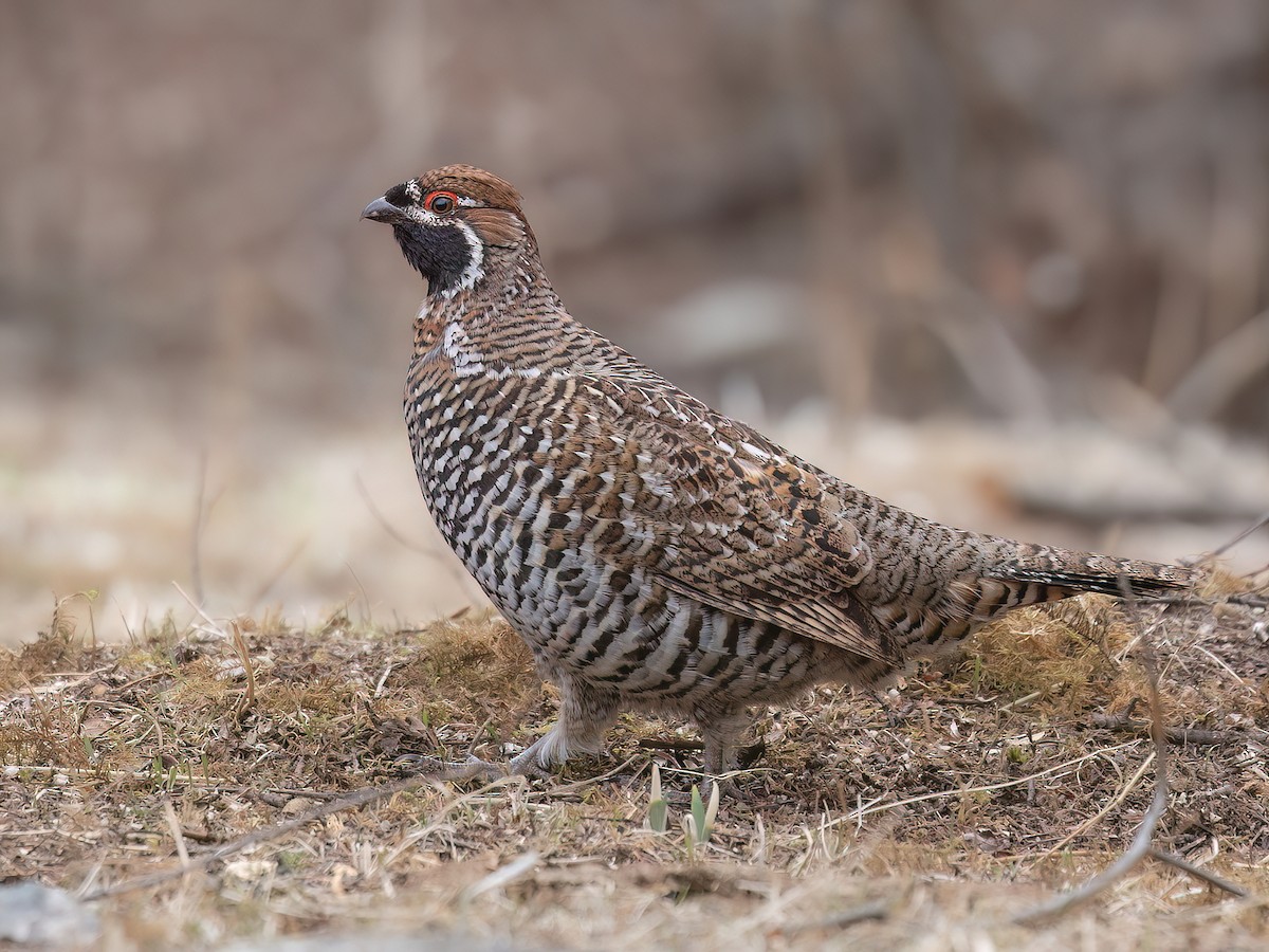 Chinese Grouse - Tetrastes sewerzowi - Birds of the World