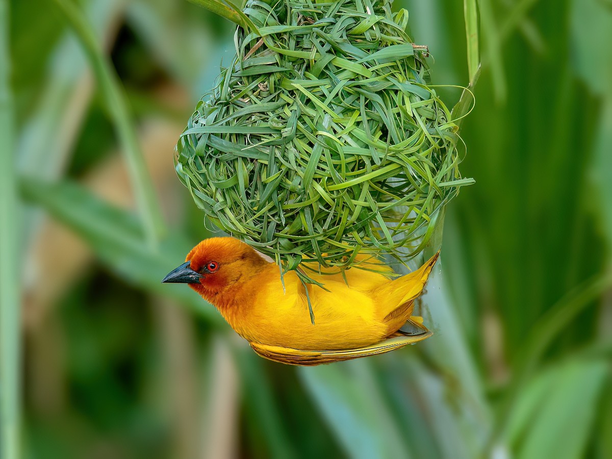 African Golden-Weaver - Ploceus subaureus - Birds of the World