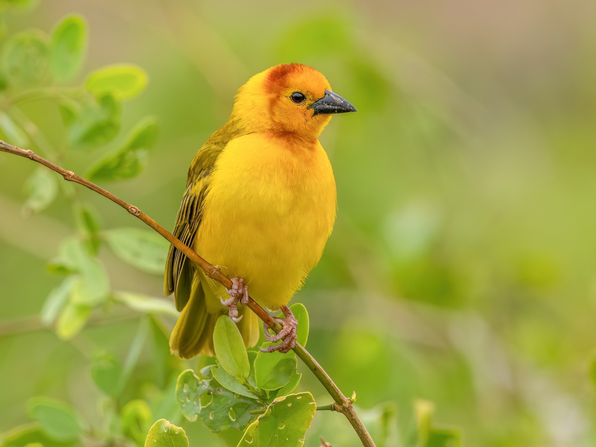 Taveta Golden-Weaver - Ploceus castaneiceps - Birds of the World