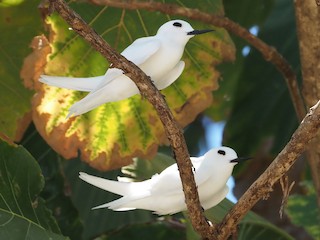 Little White-Tern - eBird