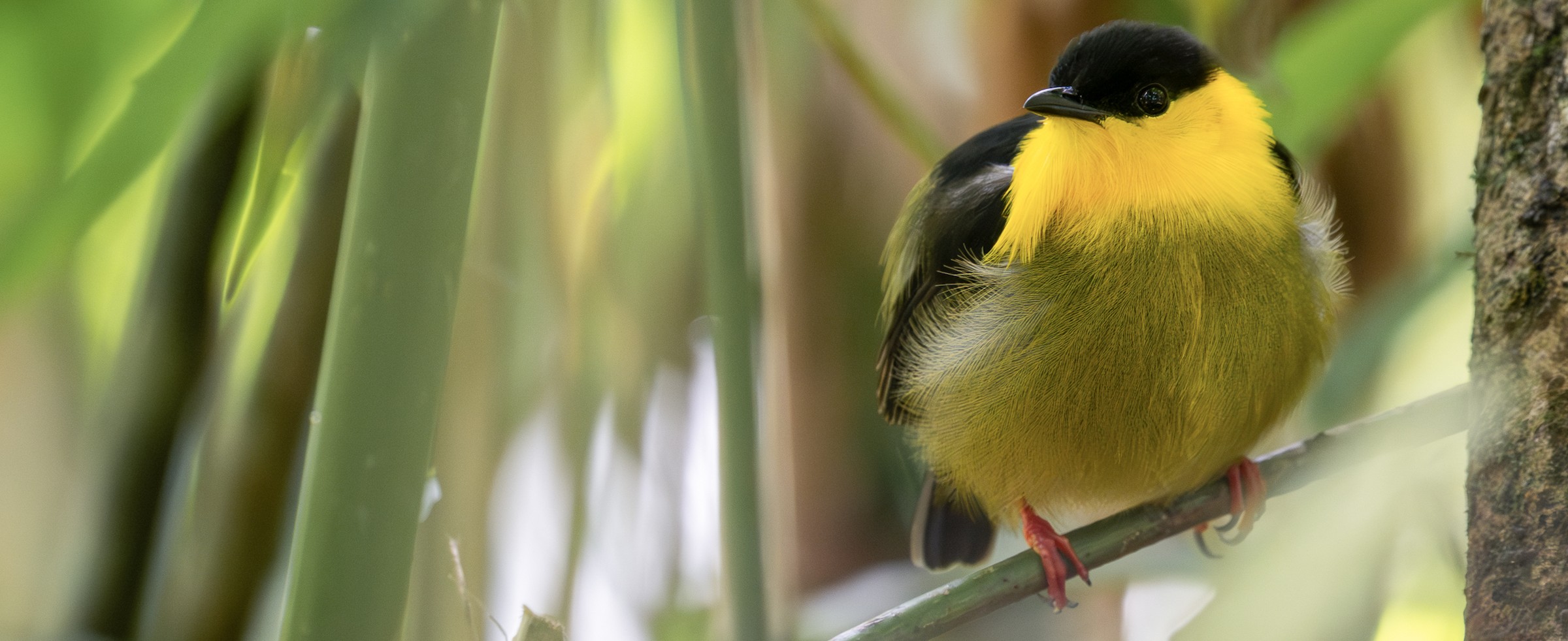 Birds of the World - Cornell Lab of Ornithology