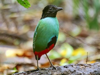 Minahasa Hooded Pitta - eBird