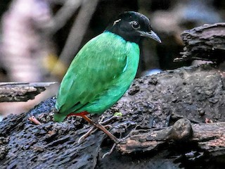Minahasa Hooded Pitta - eBird