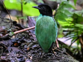 Minahasa Hooded Pitta - eBird