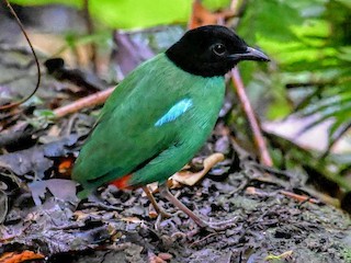 Minahasa Hooded Pitta - eBird