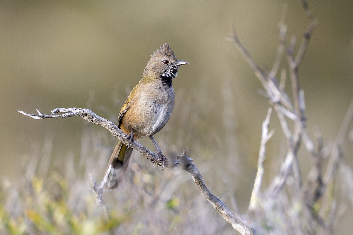 Western Whipbird (White-bellied) - eBird