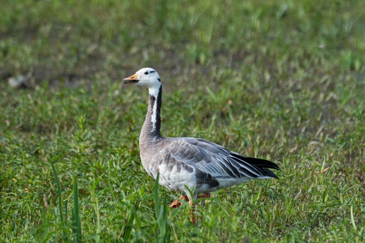 Bar-headed x Snow Goose (hybrid) - eBird
