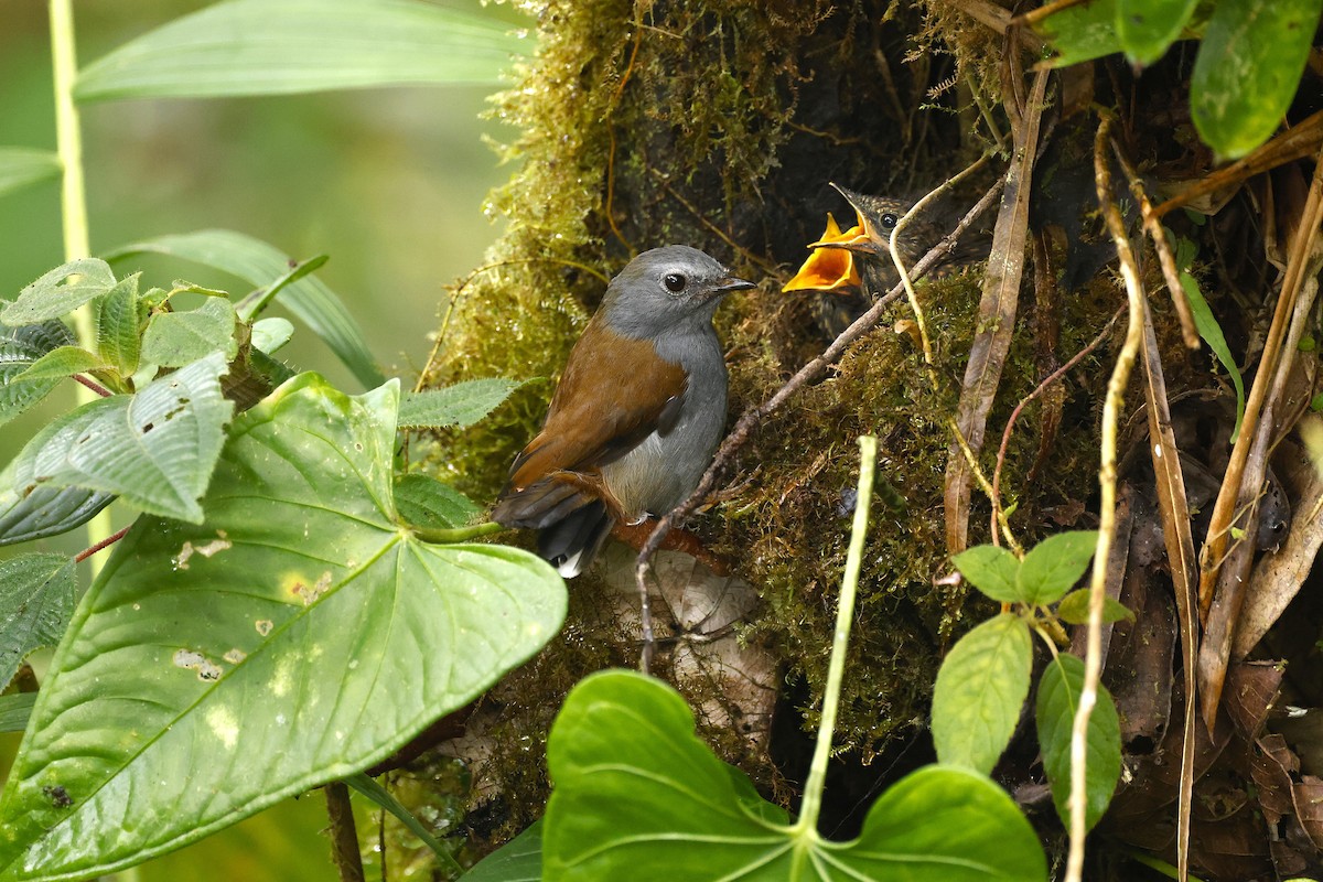 Andean Solitaire (plumbeiceps) - eBird