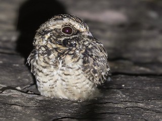 Swamp Nightjar - eBird