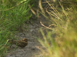 Swamp Nightjar - eBird