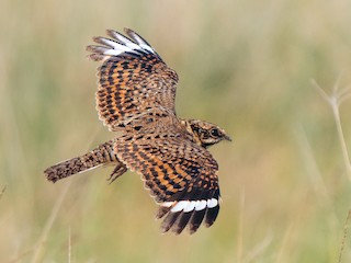Swamp Nightjar - eBird