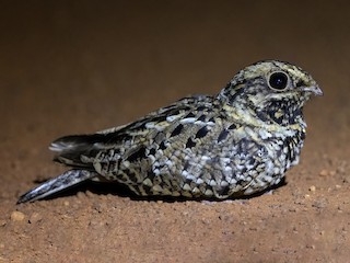 Swamp Nightjar - eBird